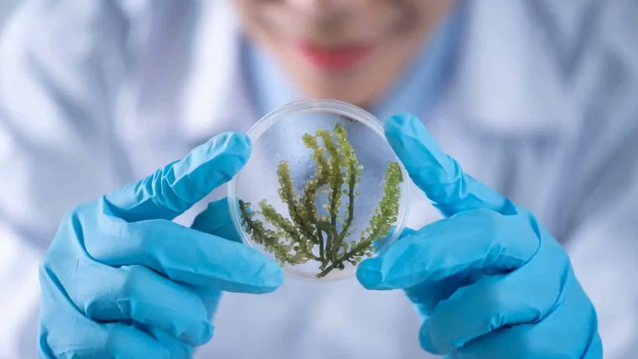 Best Colleges For Biotechnology